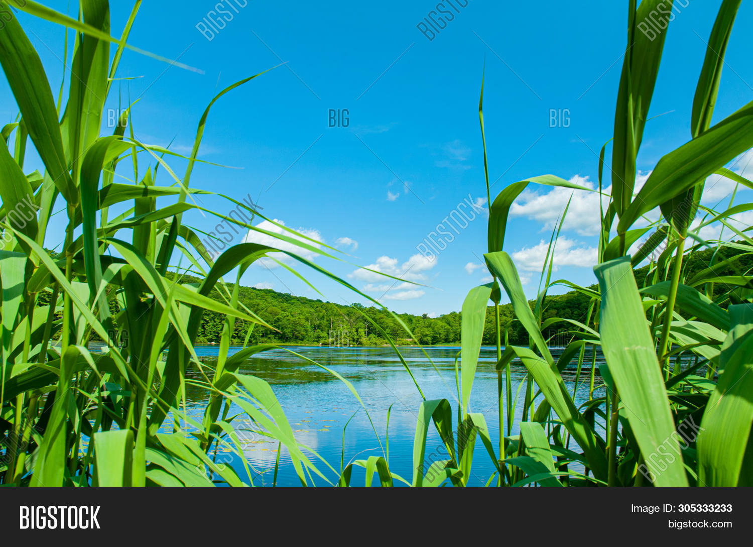 Summer Landscape Lake Image & Photo (Free Trial) | Bigstock