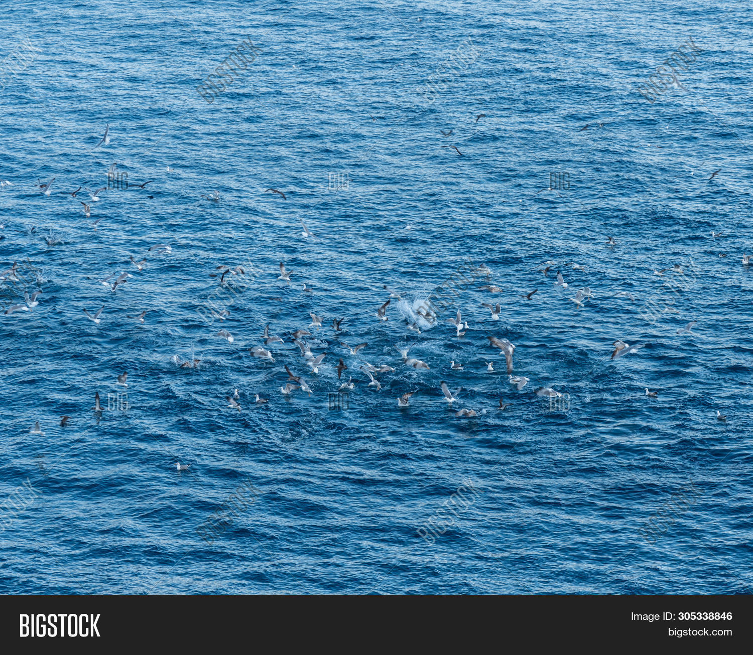 Seagulls Gulls Diving Image & Photo (Free Trial) | Bigstock