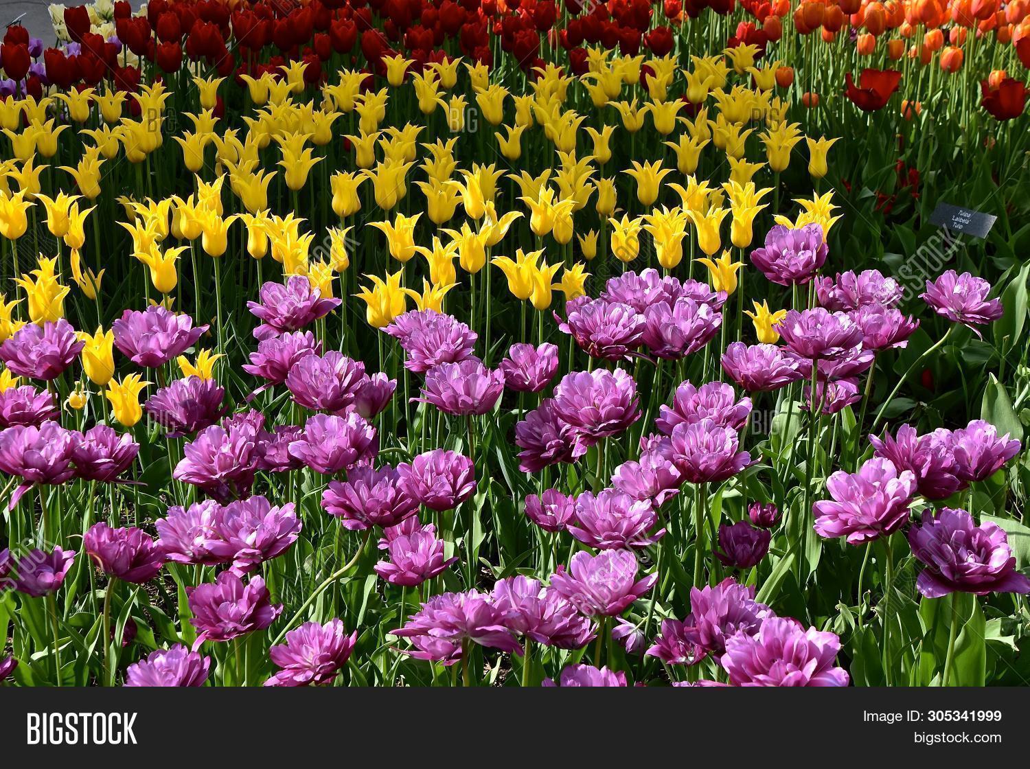 Beautiful Tulips Image & Photo (Free Trial) | Bigstock