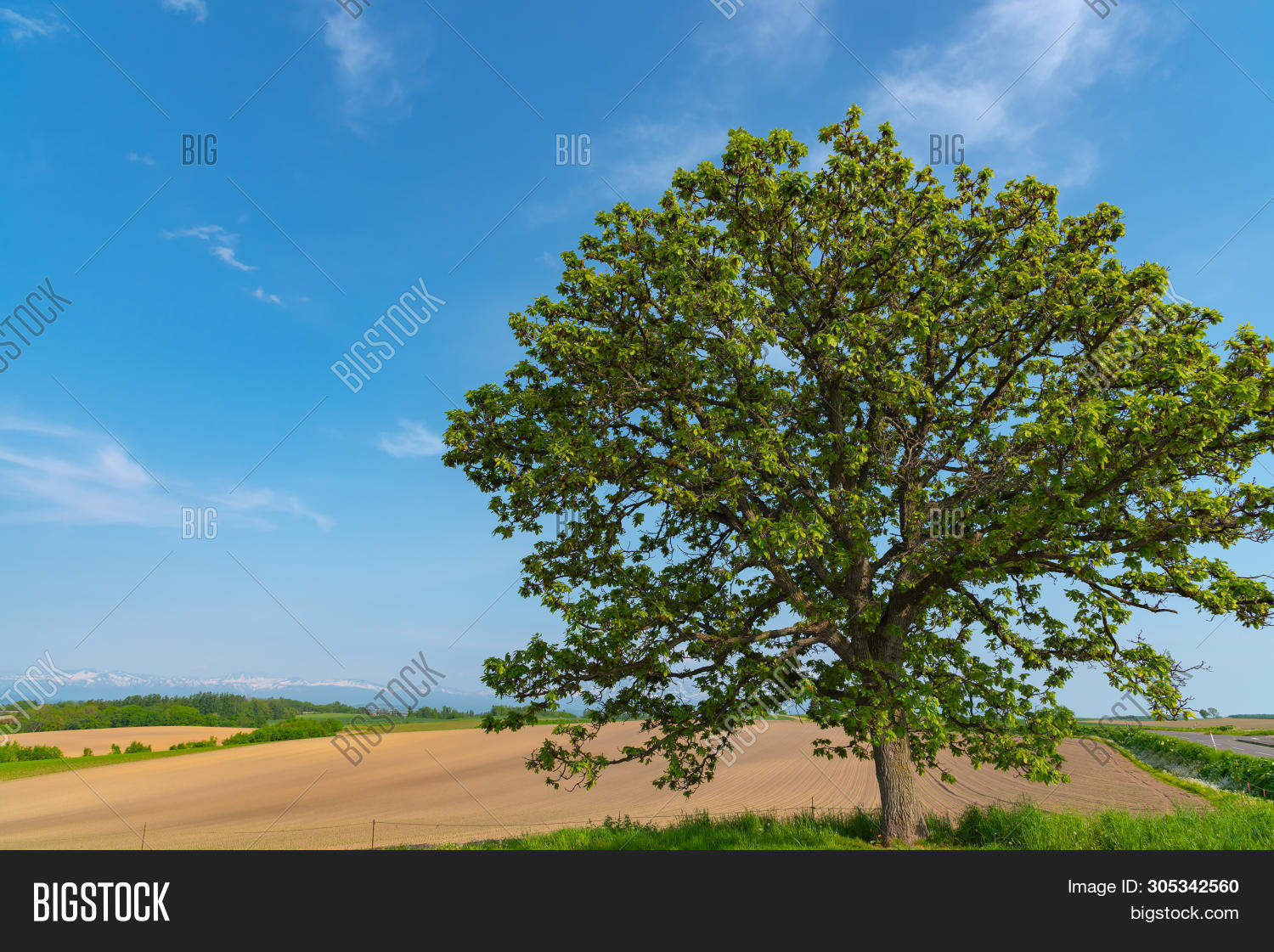 Seven Stars Tree, Image & Photo (Free Trial) | Bigstock