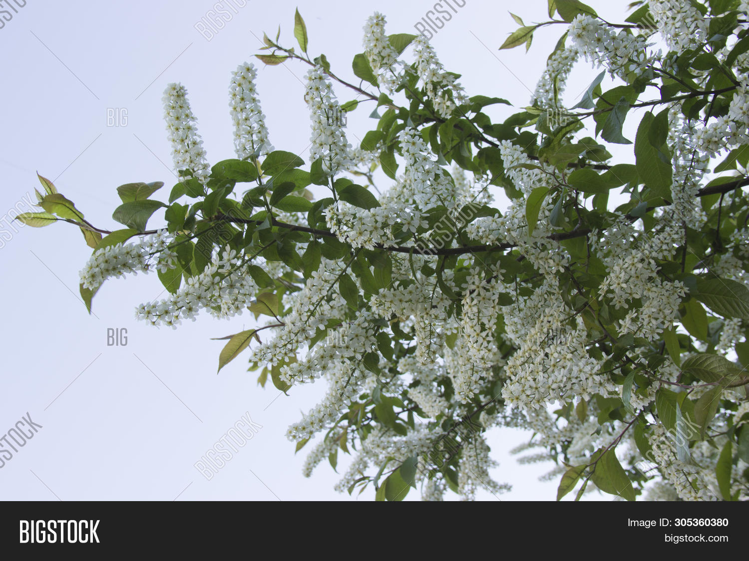 Prunus Padus Species Image & Photo (Free Trial) | Bigstock