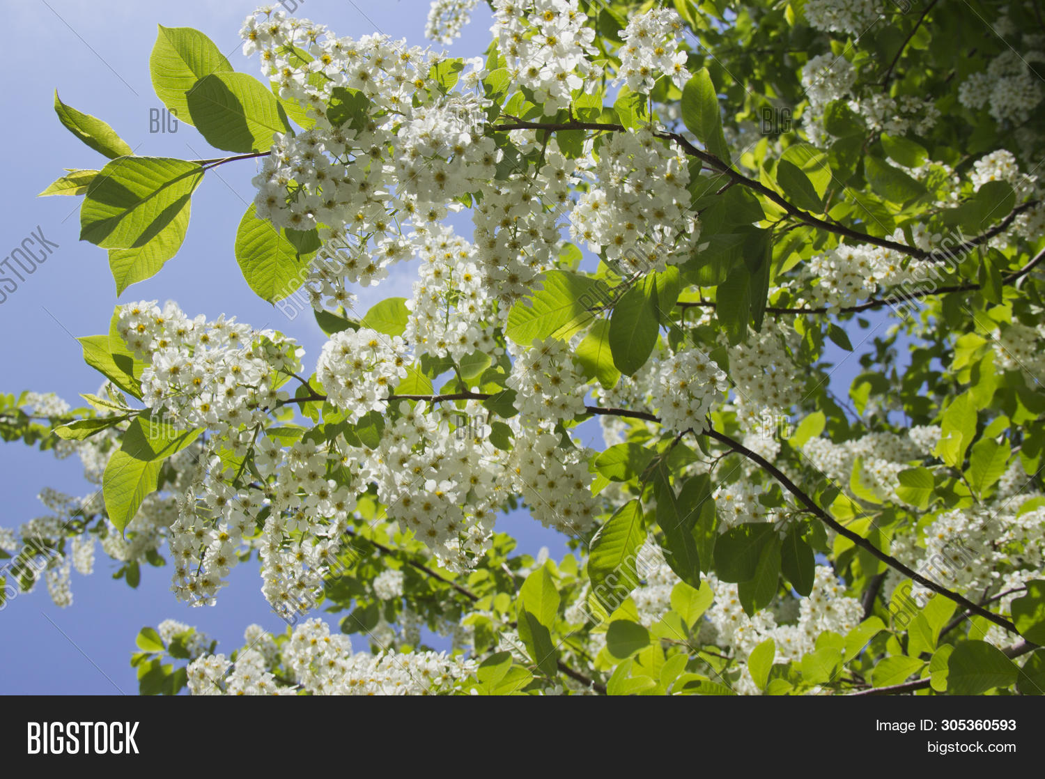 Prunus Padus Species Image & Photo (Free Trial) | Bigstock