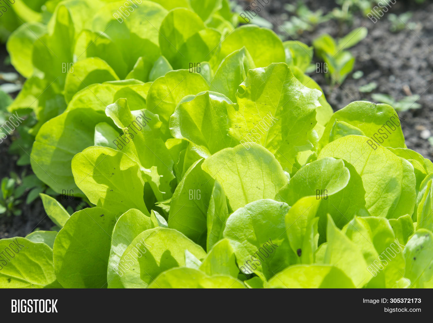 Butterhead Lettuce Image & Photo (Free Trial) | Bigstock