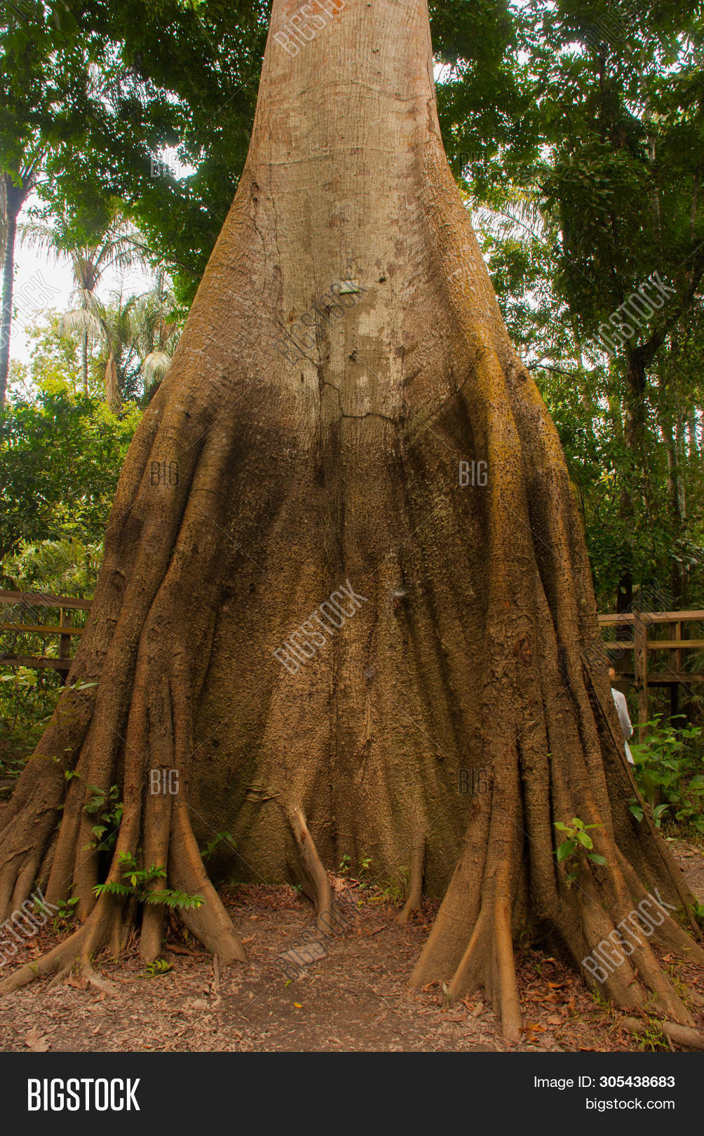 Sumauma Tree Ceiba Image & Photo (Free Trial) | Bigstock