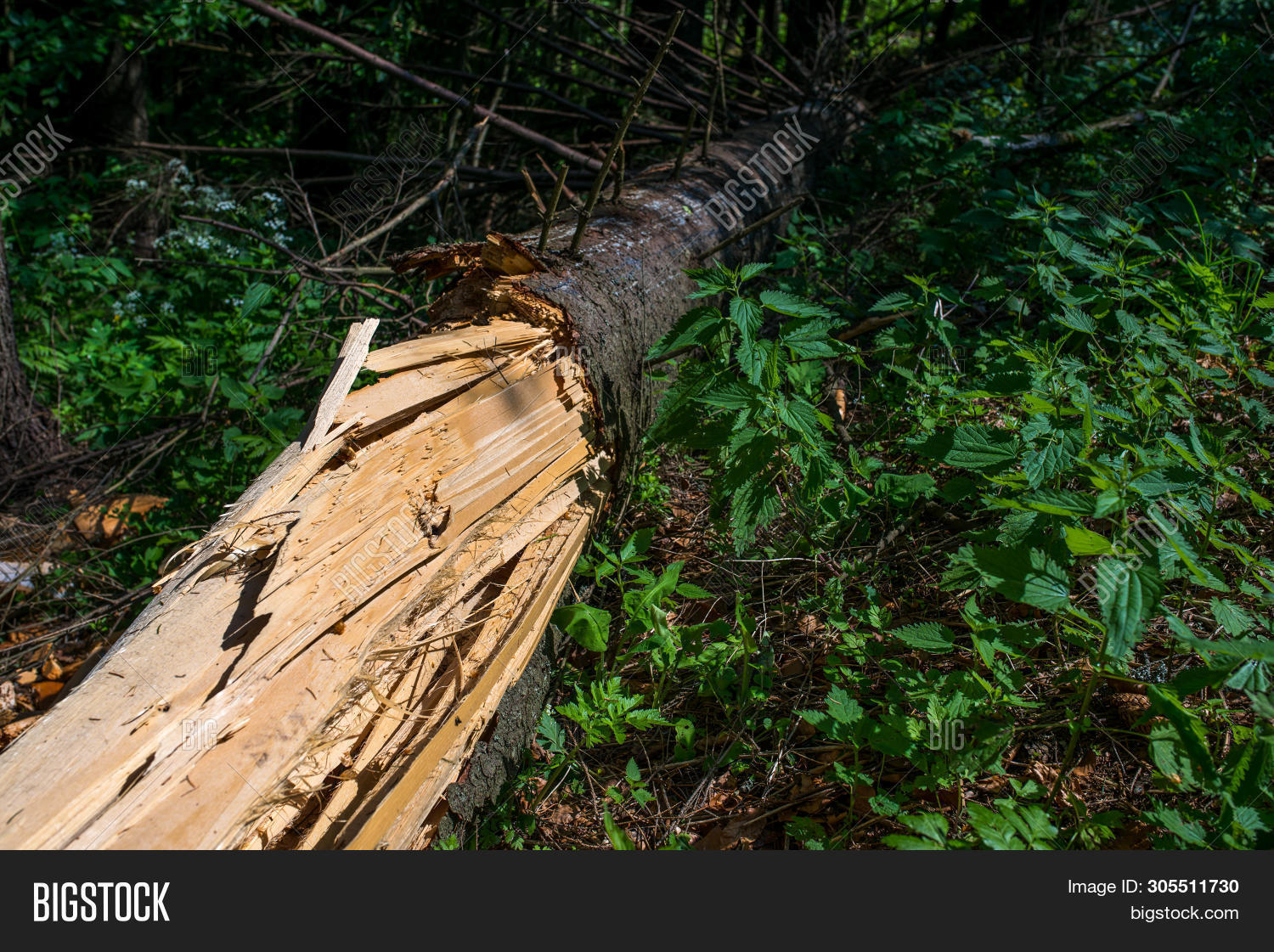 Cleaved Tree, Strong Image & Photo (Free Trial) | Bigstock