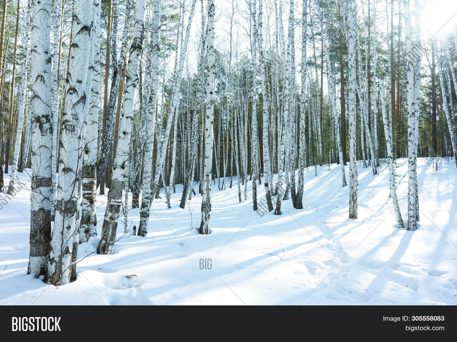 Birch Trees Nature Image & Photo (Free Trial) | Bigstock