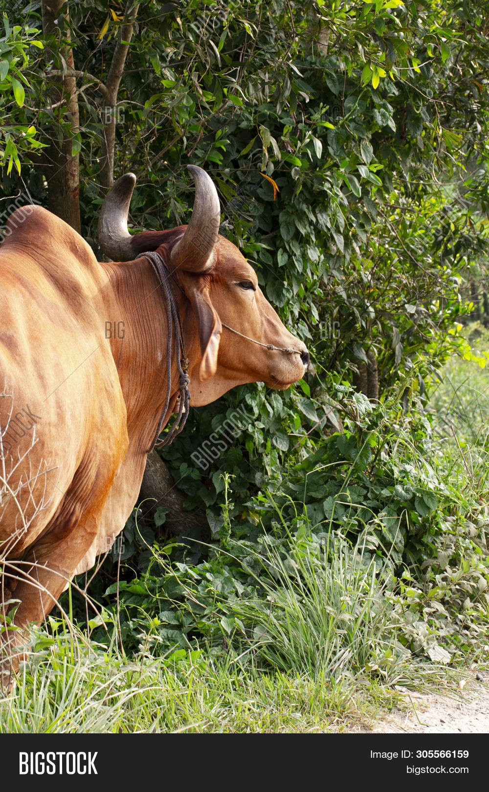 Zebu Bull