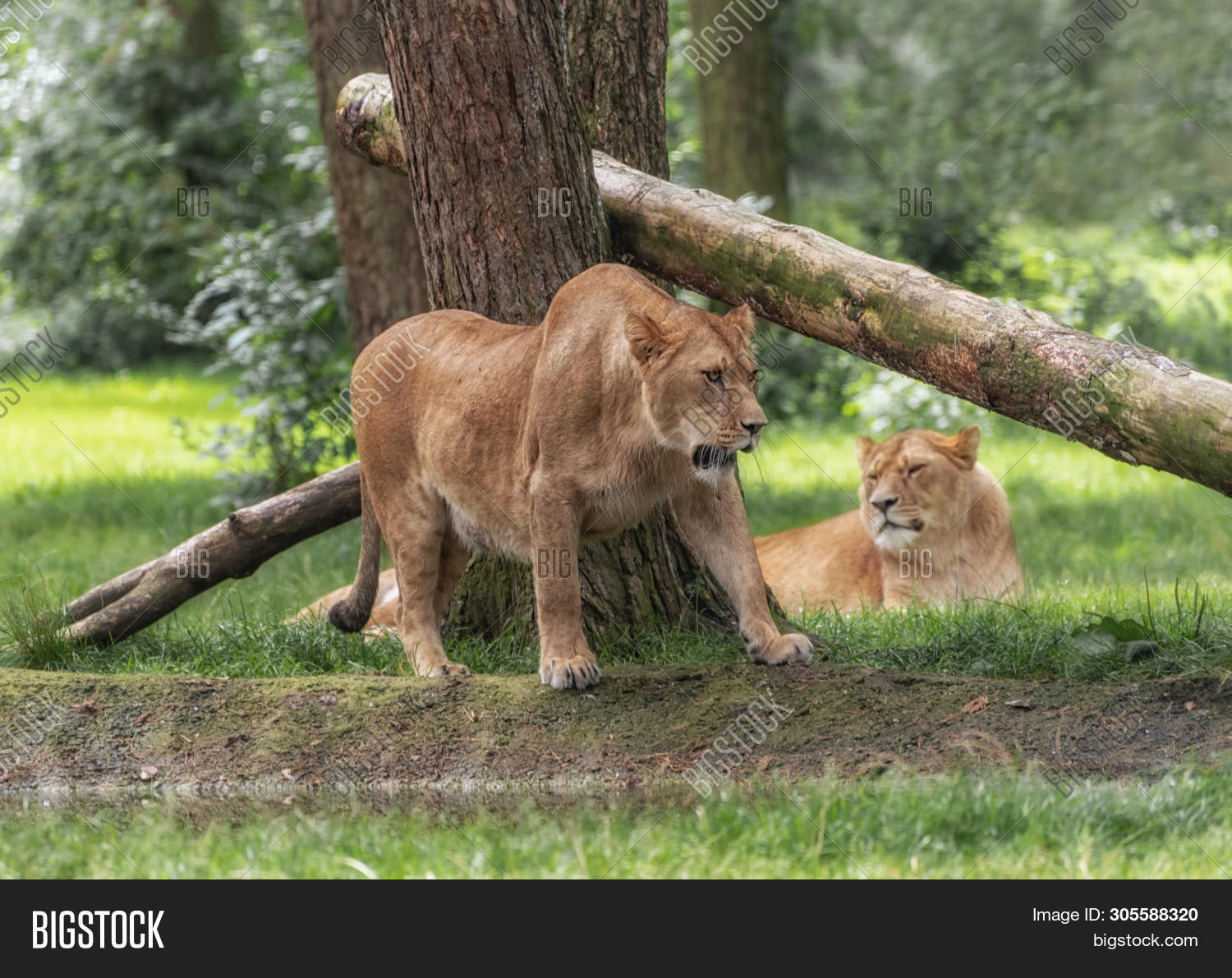 Lion Pack. Portrait Image & Photo (Free Trial) | Bigstock