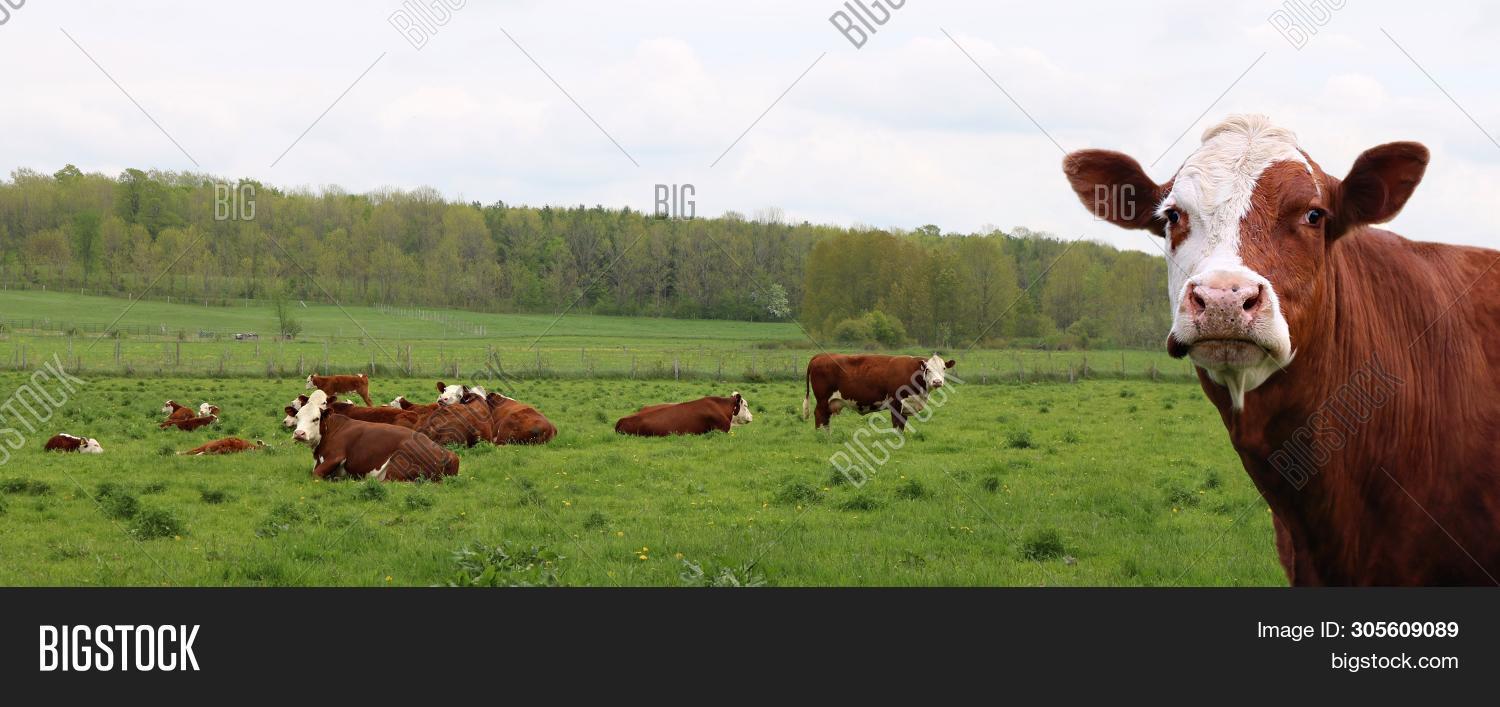 Red White Face Image & Photo (Free Trial) | Bigstock