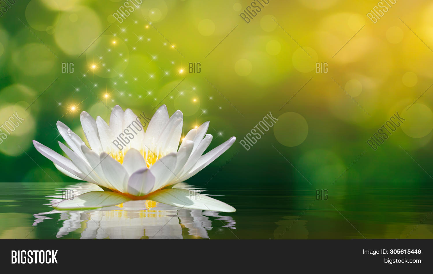 Lotus White Light Image & Photo (Free Trial) | Bigstock