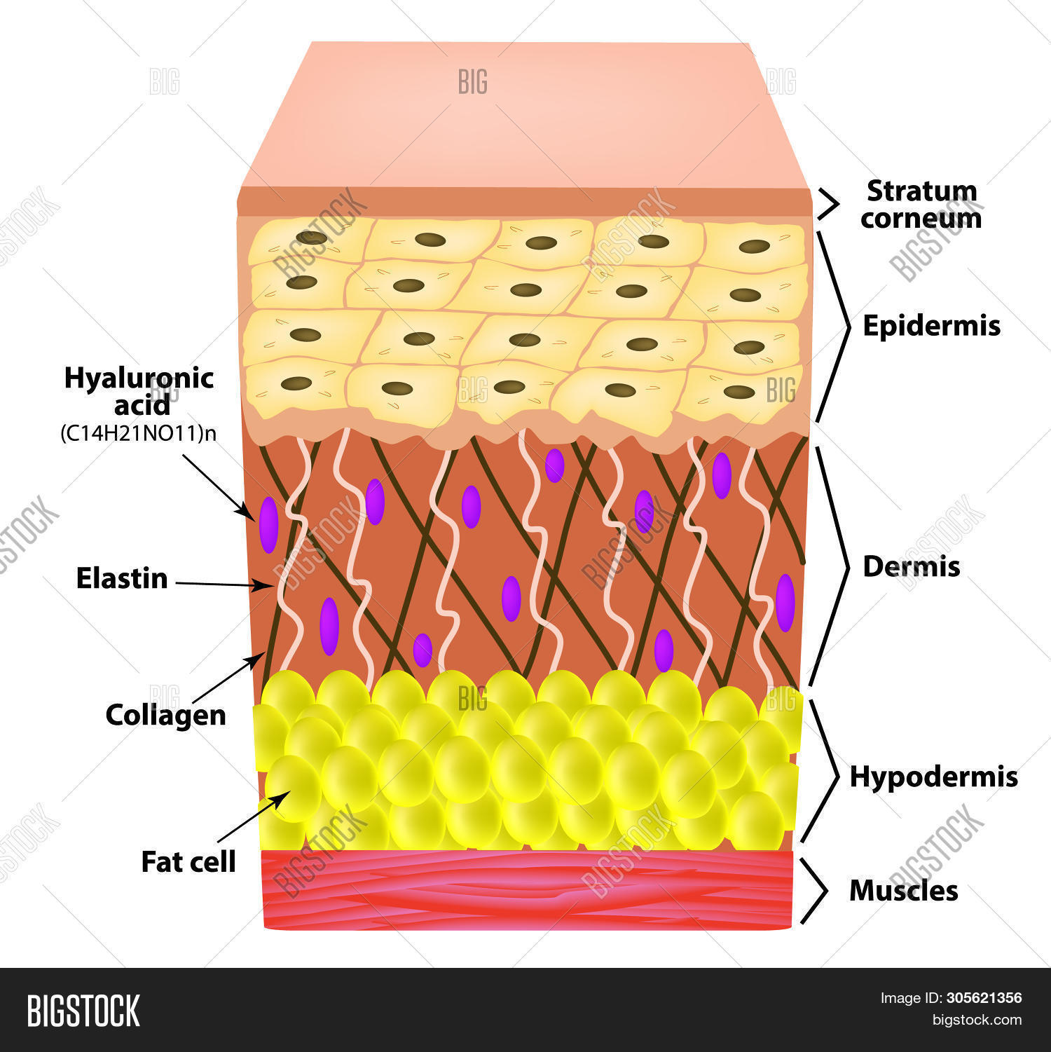 Anatomical Structure Image & Photo (Free Trial) | Bigstock