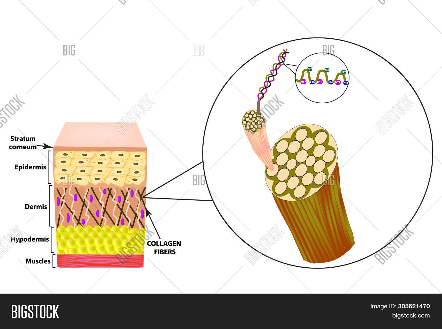 Collagen Structure. Image & Photo (Free Trial) | Bigstock