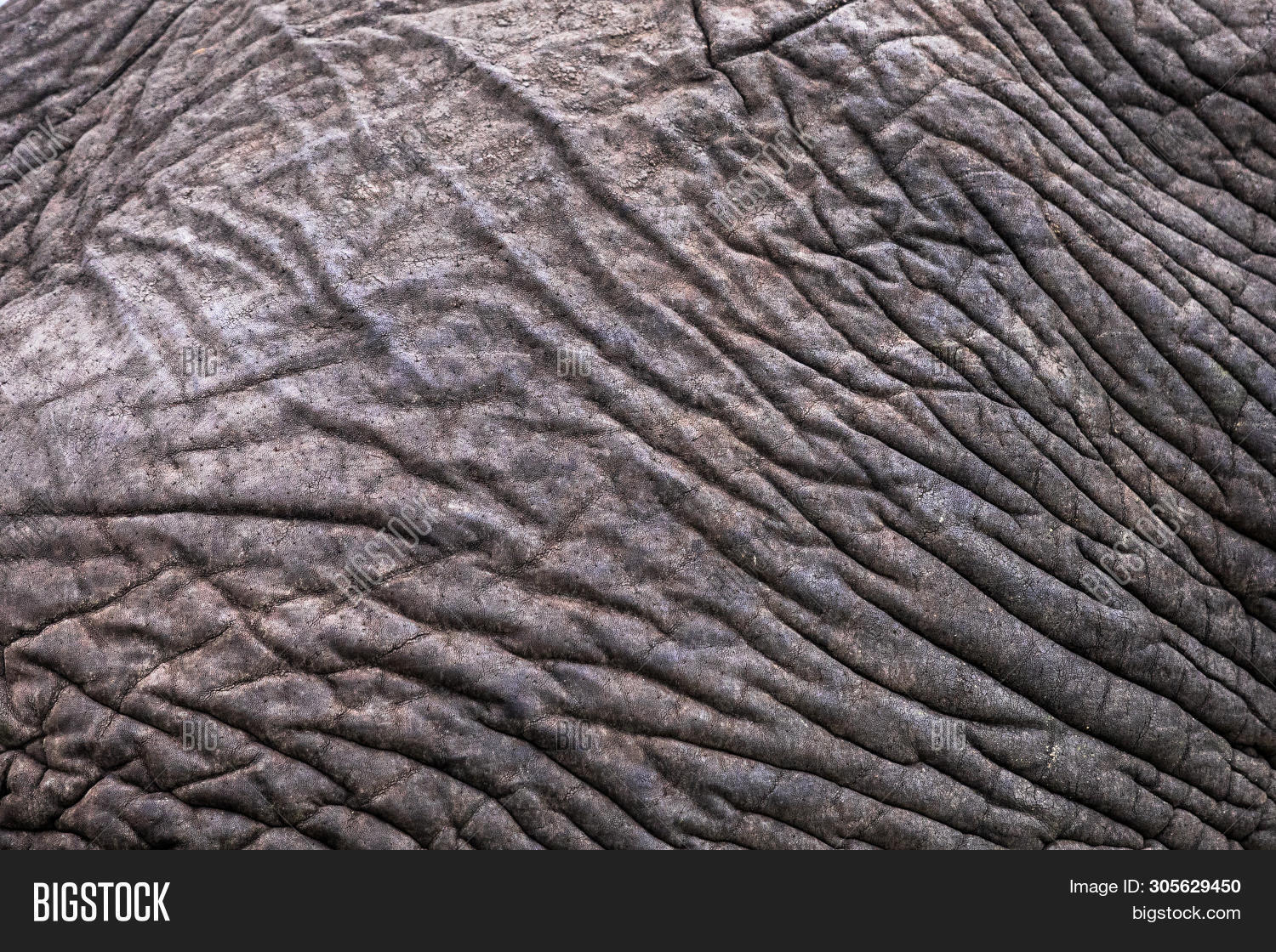 Elephant Wrinkled Image & Photo (Free Trial) | Bigstock