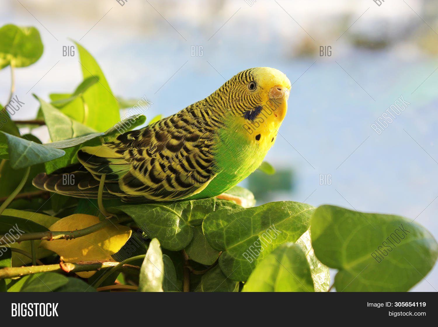 Melopsittacus Image & Photo (Free Trial) | Bigstock