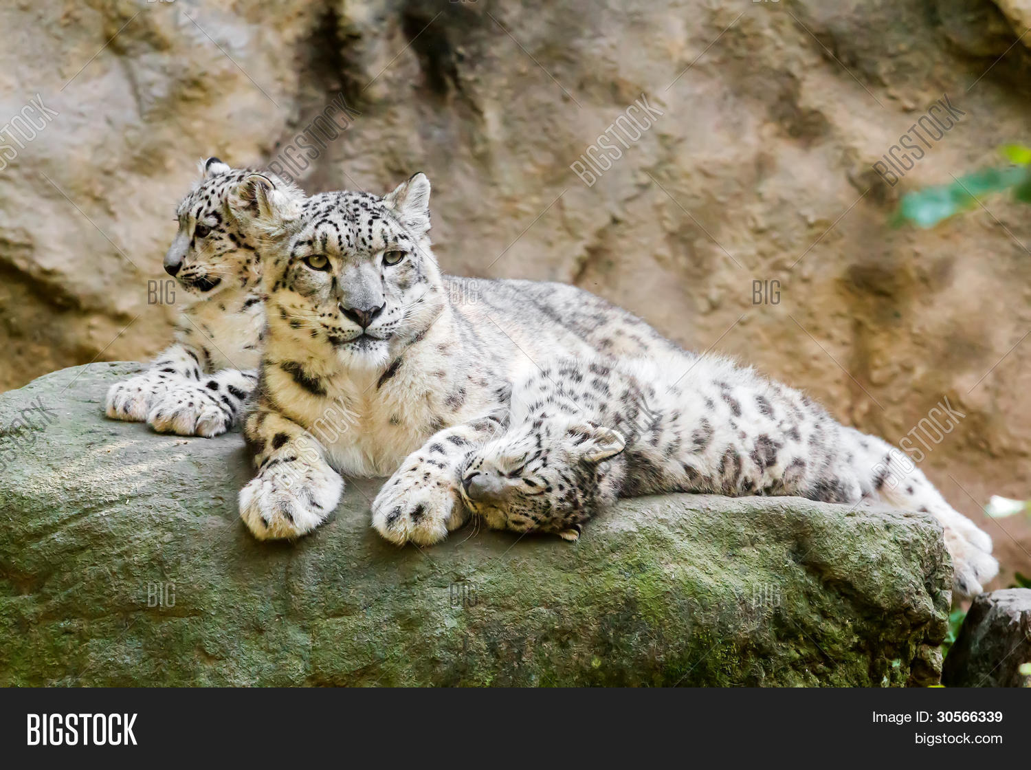 Lying Family Snow Image & Photo (Free Trial) | Bigstock