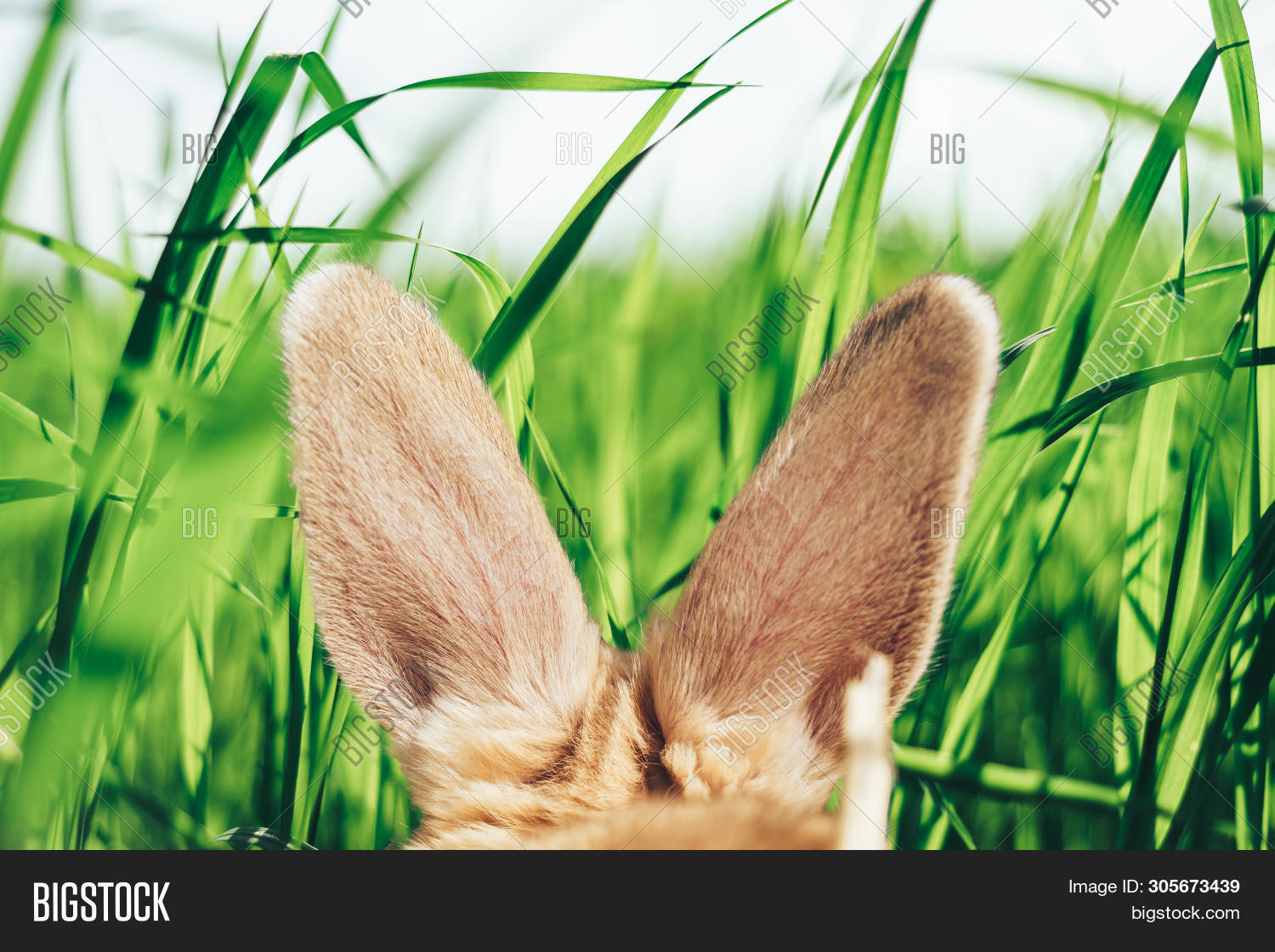 Beautiful Rabbit Ears Image & Photo (Free Trial) | Bigstock