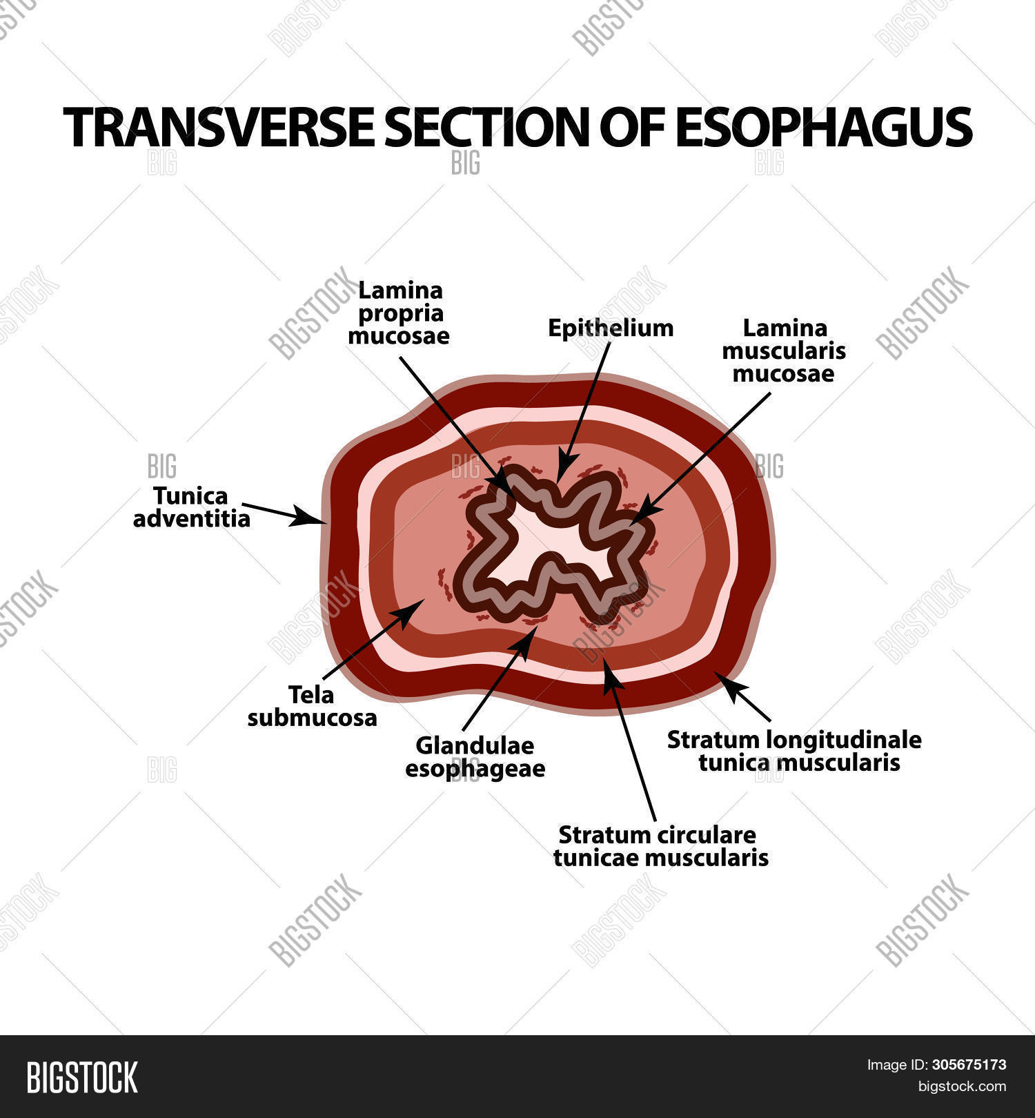 Transverse Section Image & Photo (Free Trial) | Bigstock
