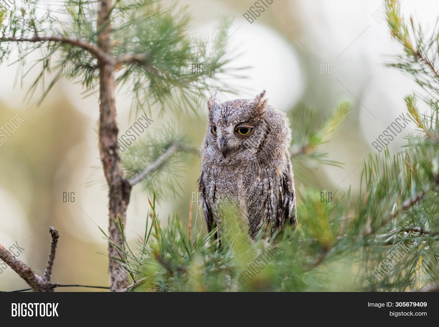Small Scops Owl On Image & Photo (Free Trial) | Bigstock