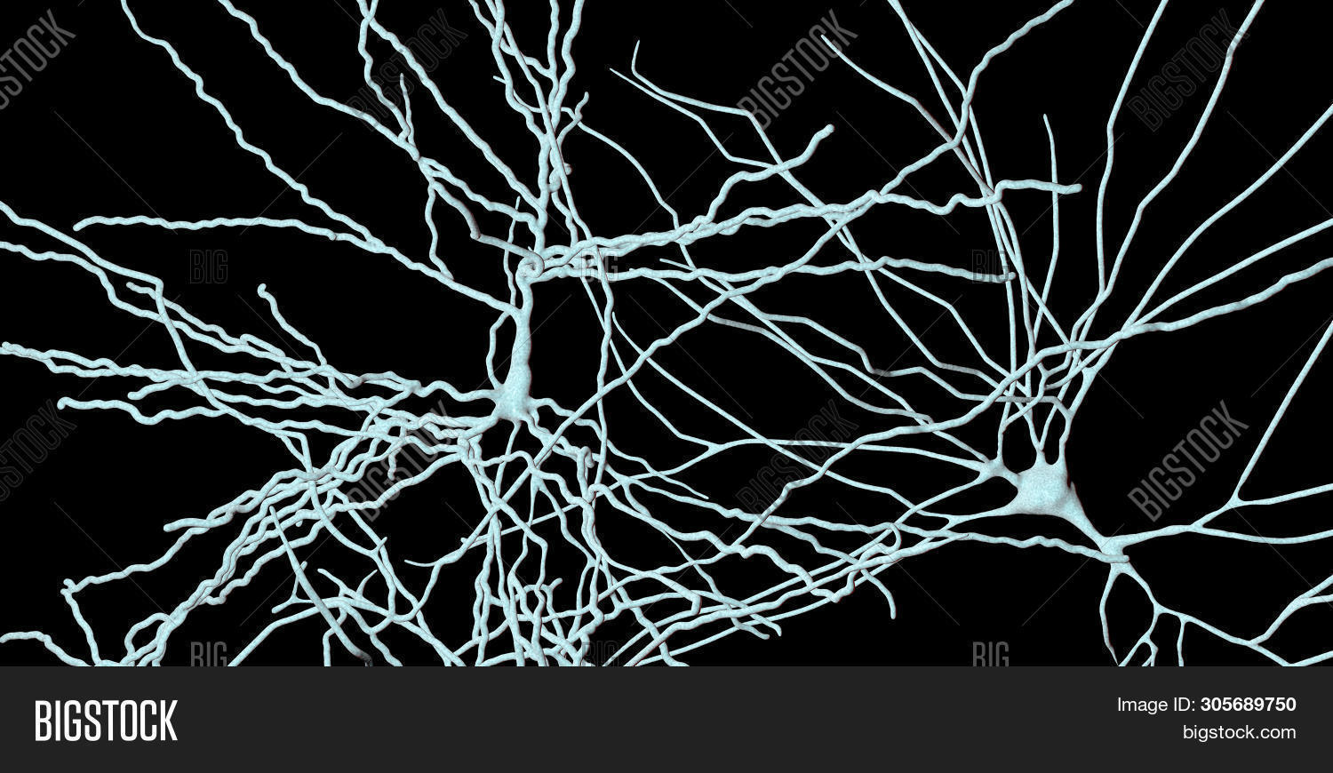 Pyramidal Neurons, Image & Photo (Free Trial) | Bigstock