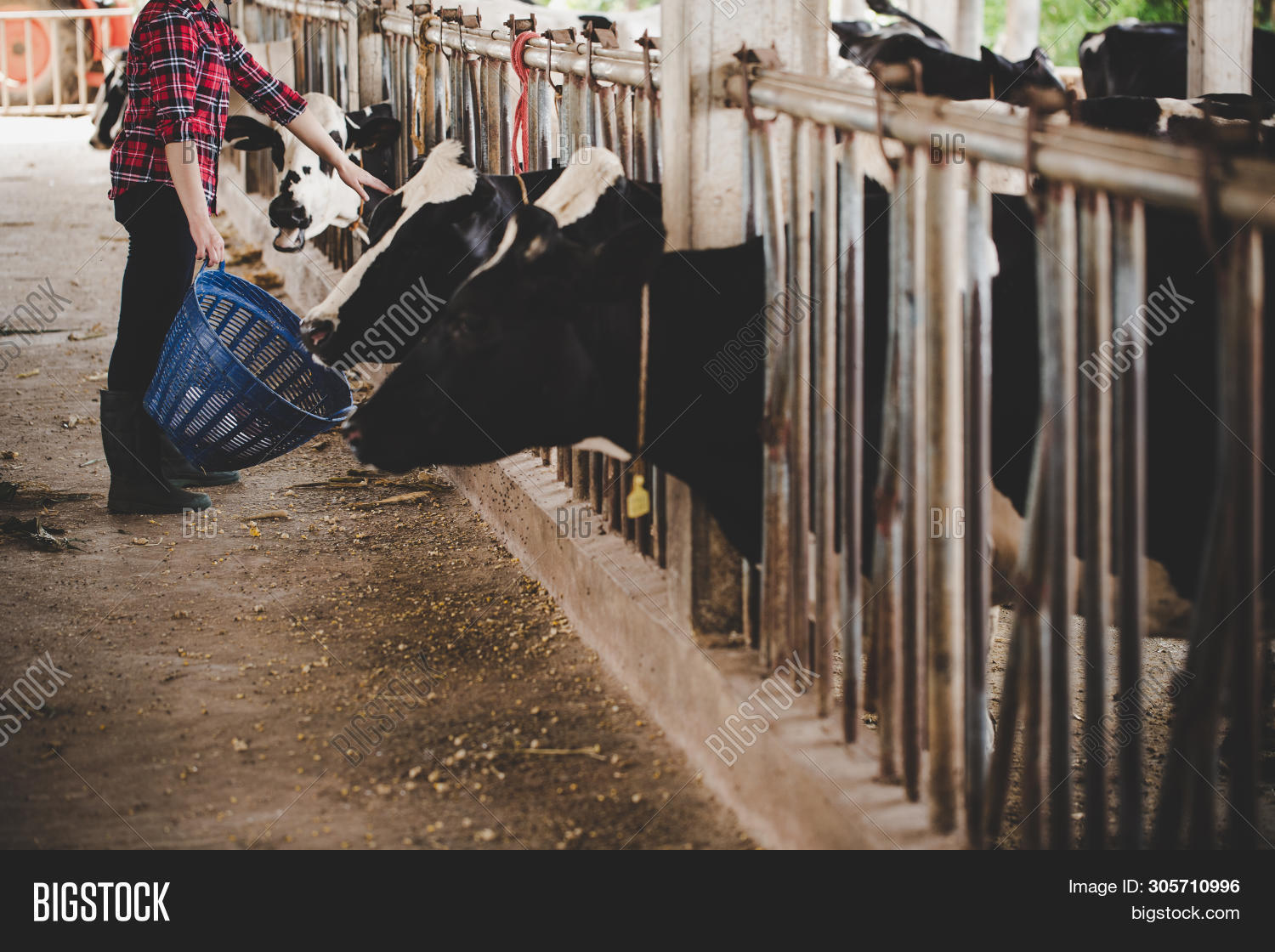 Young Woman Working Image & Photo (Free Trial) | Bigstock