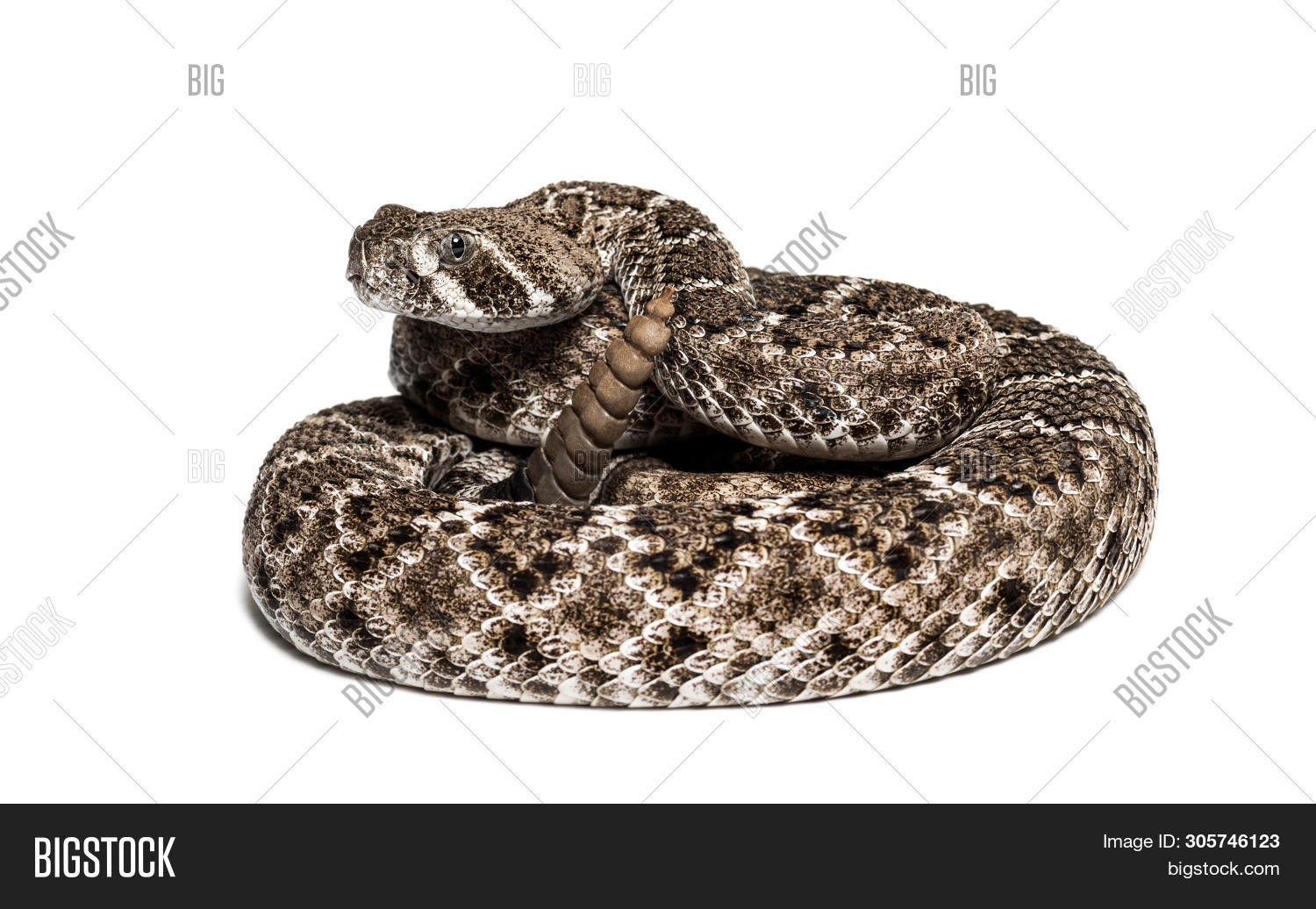 Crotalus Atrox, Image & Photo (Free Trial) | Bigstock