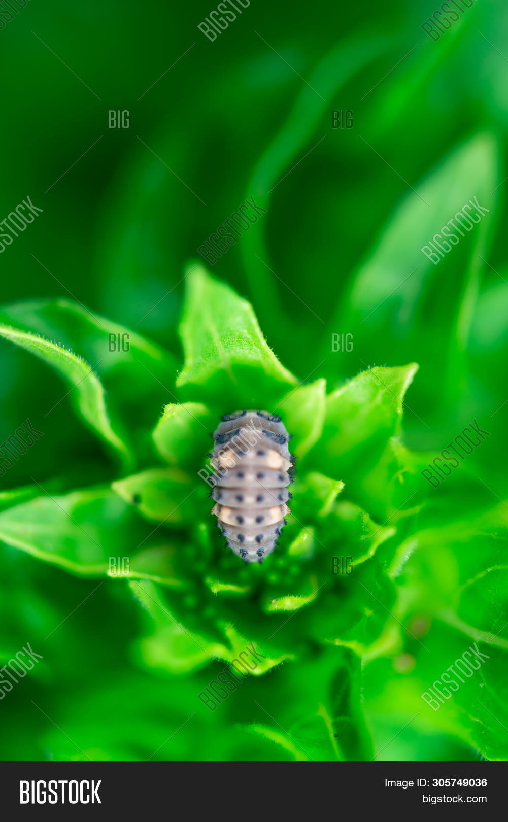 Ladybugs Larvae Eating Image & Photo (Free Trial) | Bigstock