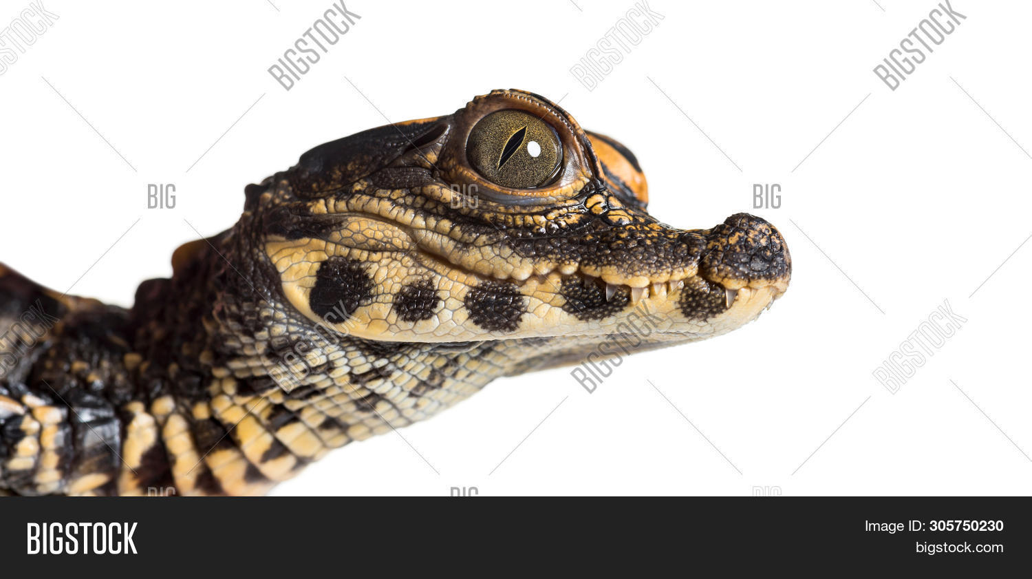 Dwarf Crocodile, Image & Photo (Free Trial) | Bigstock