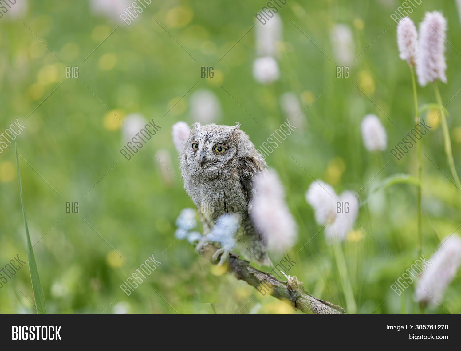 Small Scops Owl On Image & Photo (Free Trial) | Bigstock