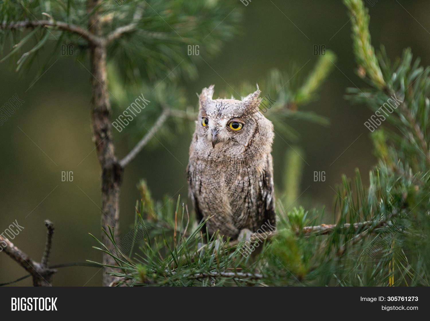 Small Scops Owl On Image & Photo (Free Trial) | Bigstock
