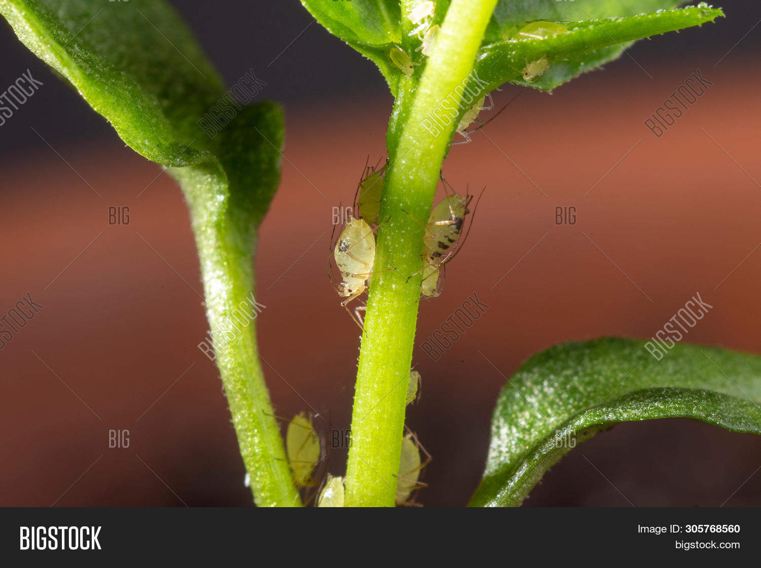 Aphids On Stem Chilli Image & Photo (Free Trial) | Bigstock