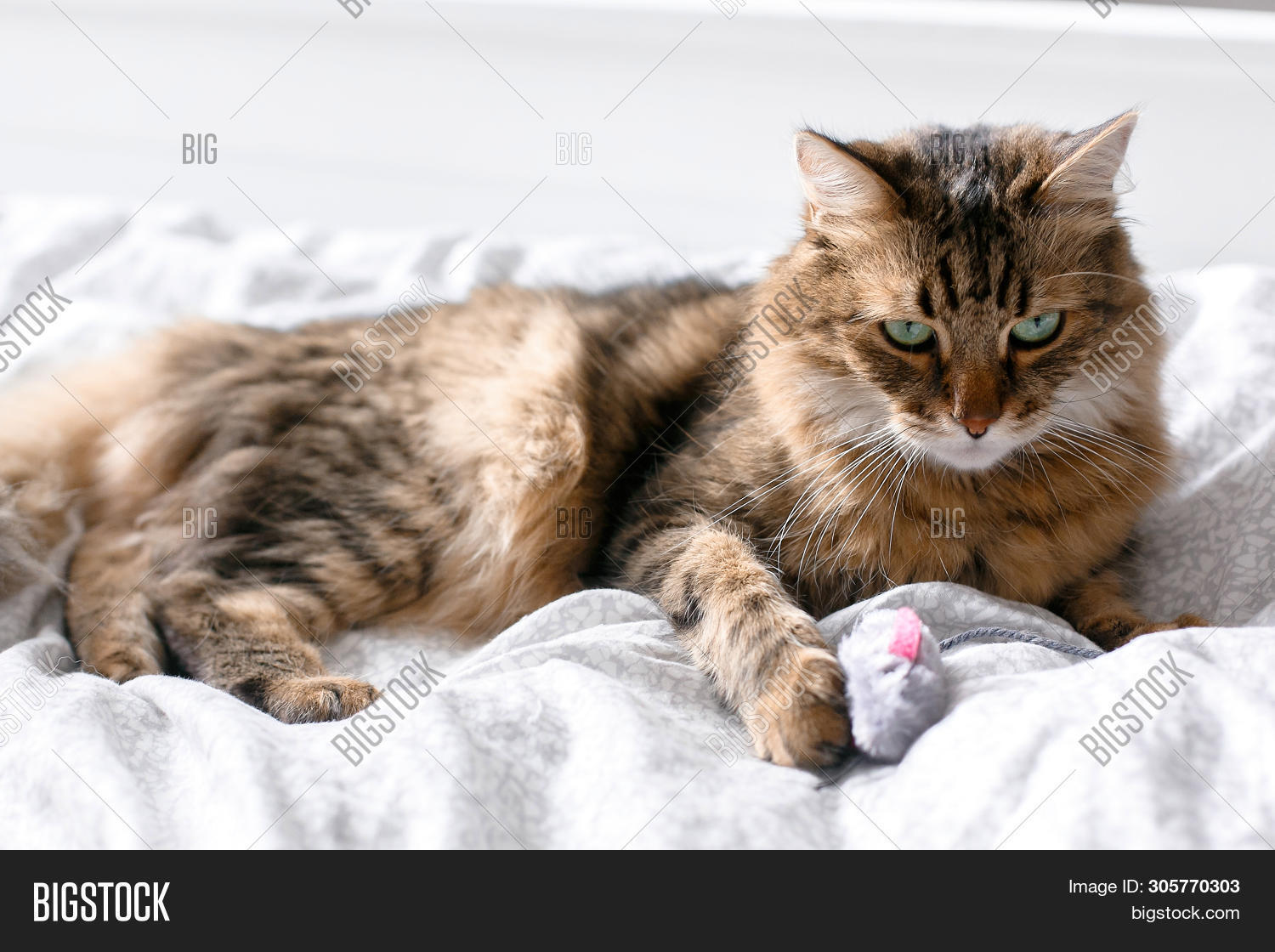 Cute Cat Playing Mouse Image & Photo (Free Trial) | Bigstock