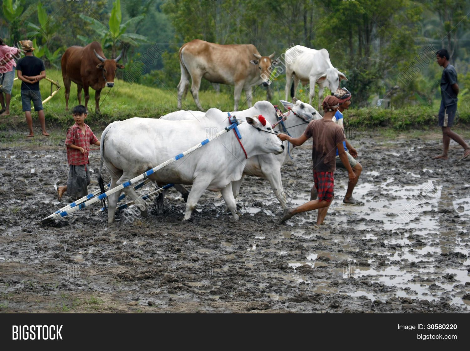 SUMATERA, INDONESIA - Image & Photo (Free Trial) | Bigstock