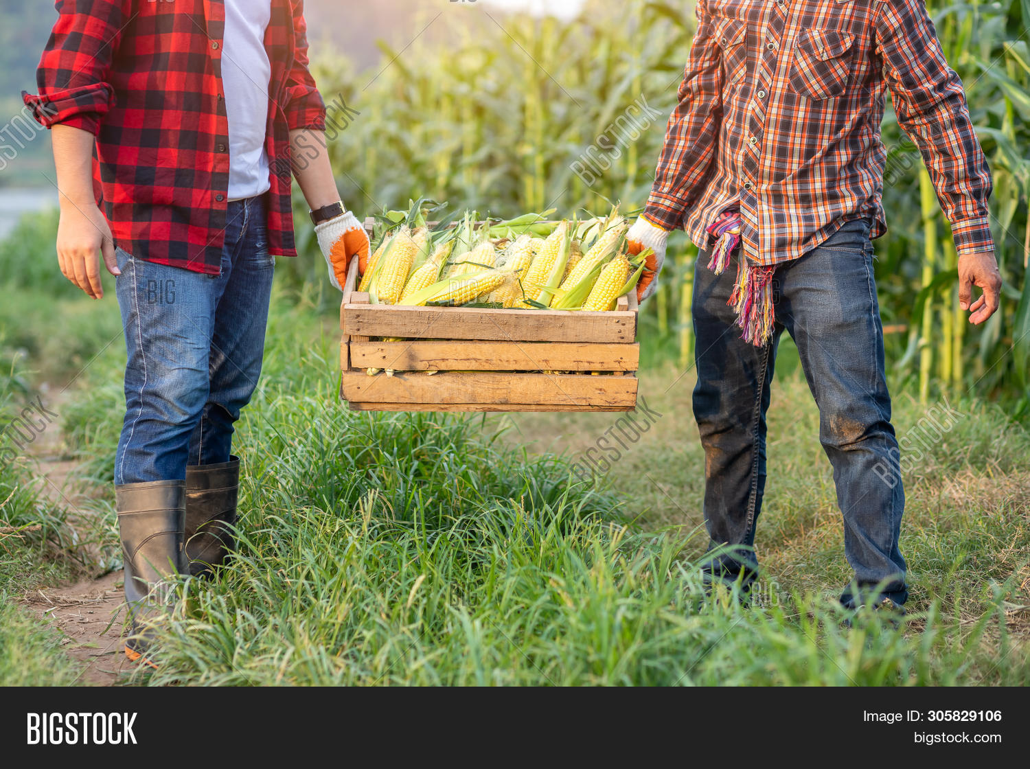Farmer Helped Raise Image & Photo (Free Trial) | Bigstock