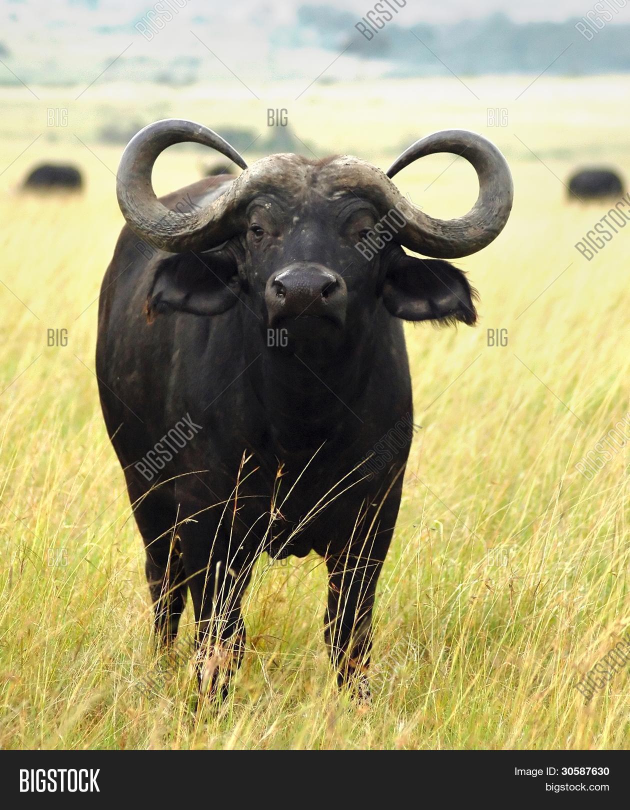 Buffalo Standing On Image & Photo (Free Trial) | Bigstock