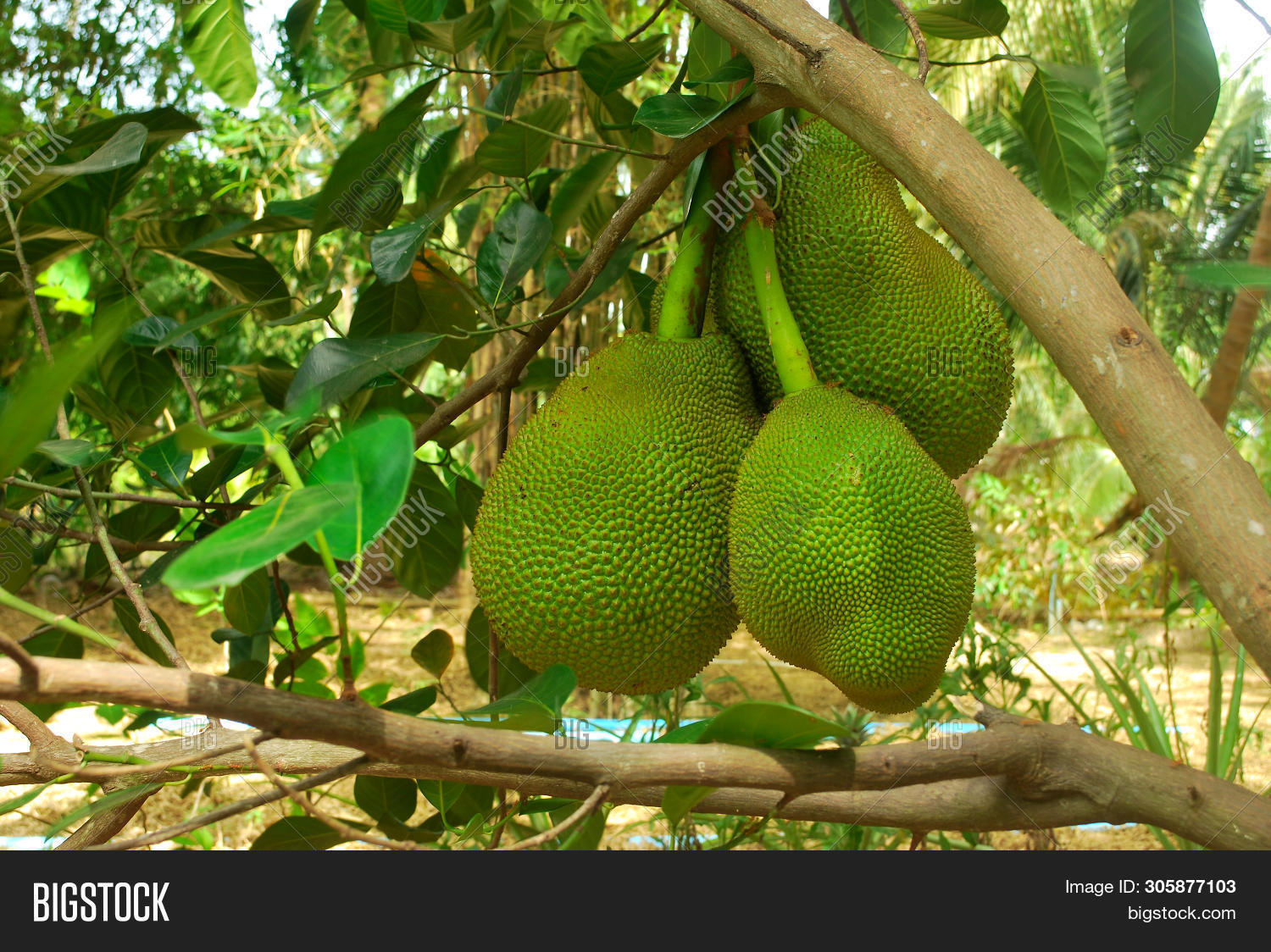 Jackfruit Tree This Image & Photo (Free Trial) | Bigstock