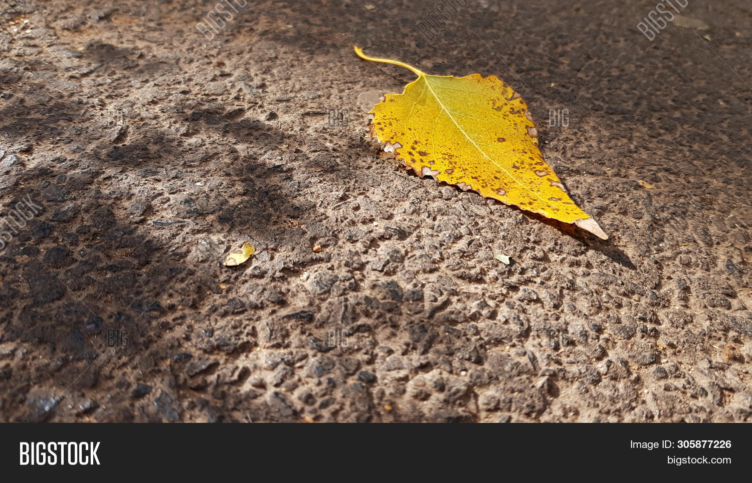 Small Yellow Leaf Image & Photo (Free Trial) | Bigstock