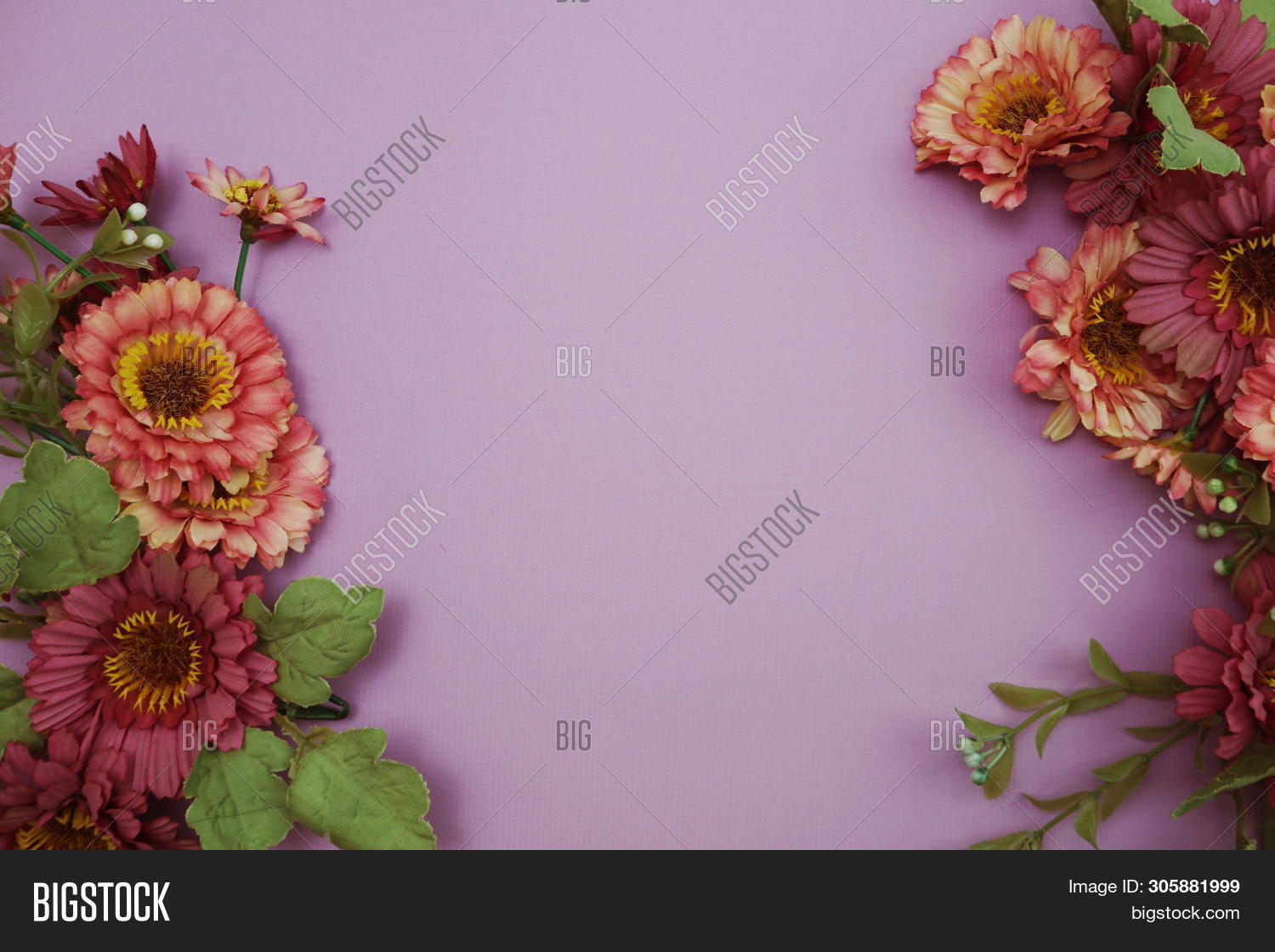 Pink Daisy Flower Image & Photo (Free Trial) | Bigstock