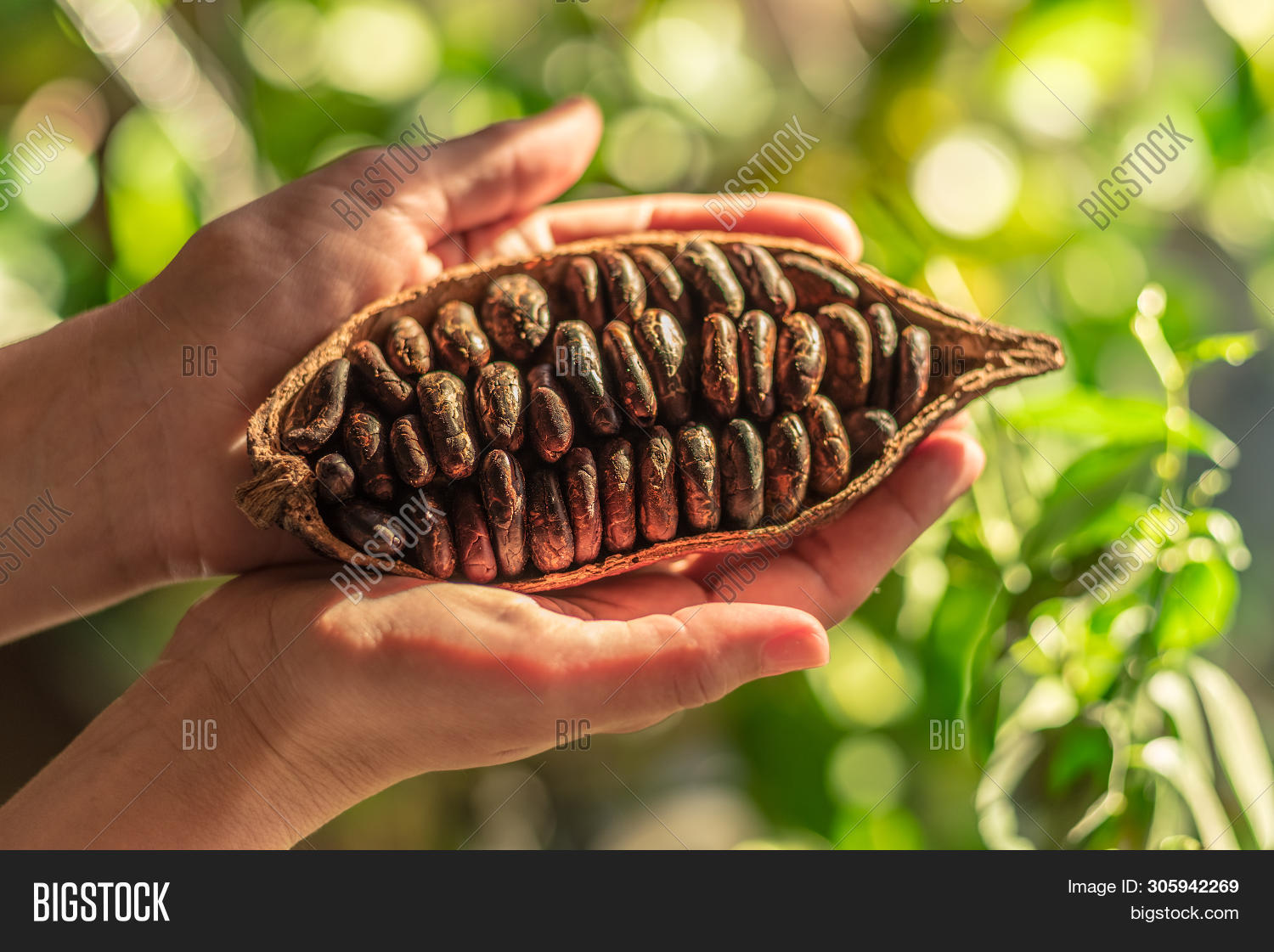 Cocoa Pods Dry Cocoa Image & Photo (Free Trial) | Bigstock