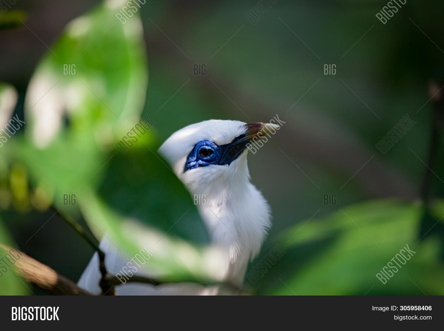 White Exotic Bird Image & Photo (Free Trial) | Bigstock