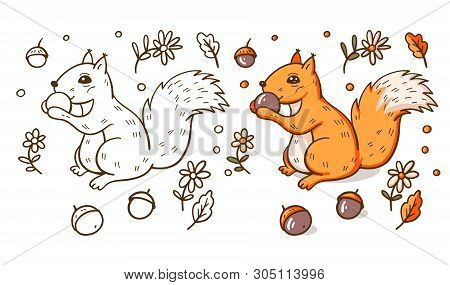 Cute Squirrel Nut. Vector & Photo (Free Trial) | Bigstock