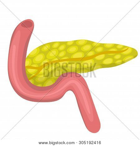 Pancreas Icon Cartoon Vector & Photo (Free Trial) | Bigstock
