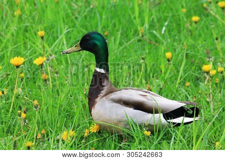 . Duck (male) Walks Image & Photo (Free Trial) | Bigstock