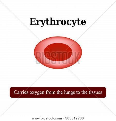 Structure Red Blood Vector & Photo (Free Trial) | Bigstock