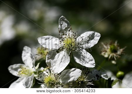 Wild Amazing Flower Image & Photo (Free Trial) | Bigstock