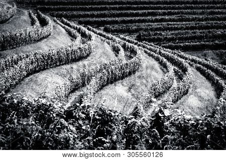 Vineyards Buttrio Image & Photo (Free Trial) | Bigstock