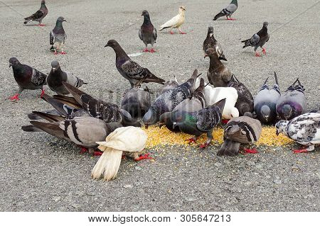 Group Pigeons Eating Image & Photo (Free Trial) | Bigstock