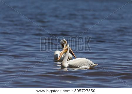 White Pelicans ( Image & Photo (Free Trial) | Bigstock