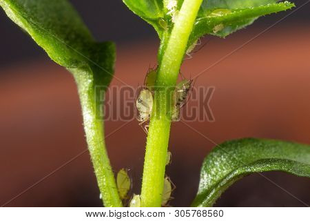 Aphids On Stem Chilli Image & Photo (Free Trial) | Bigstock