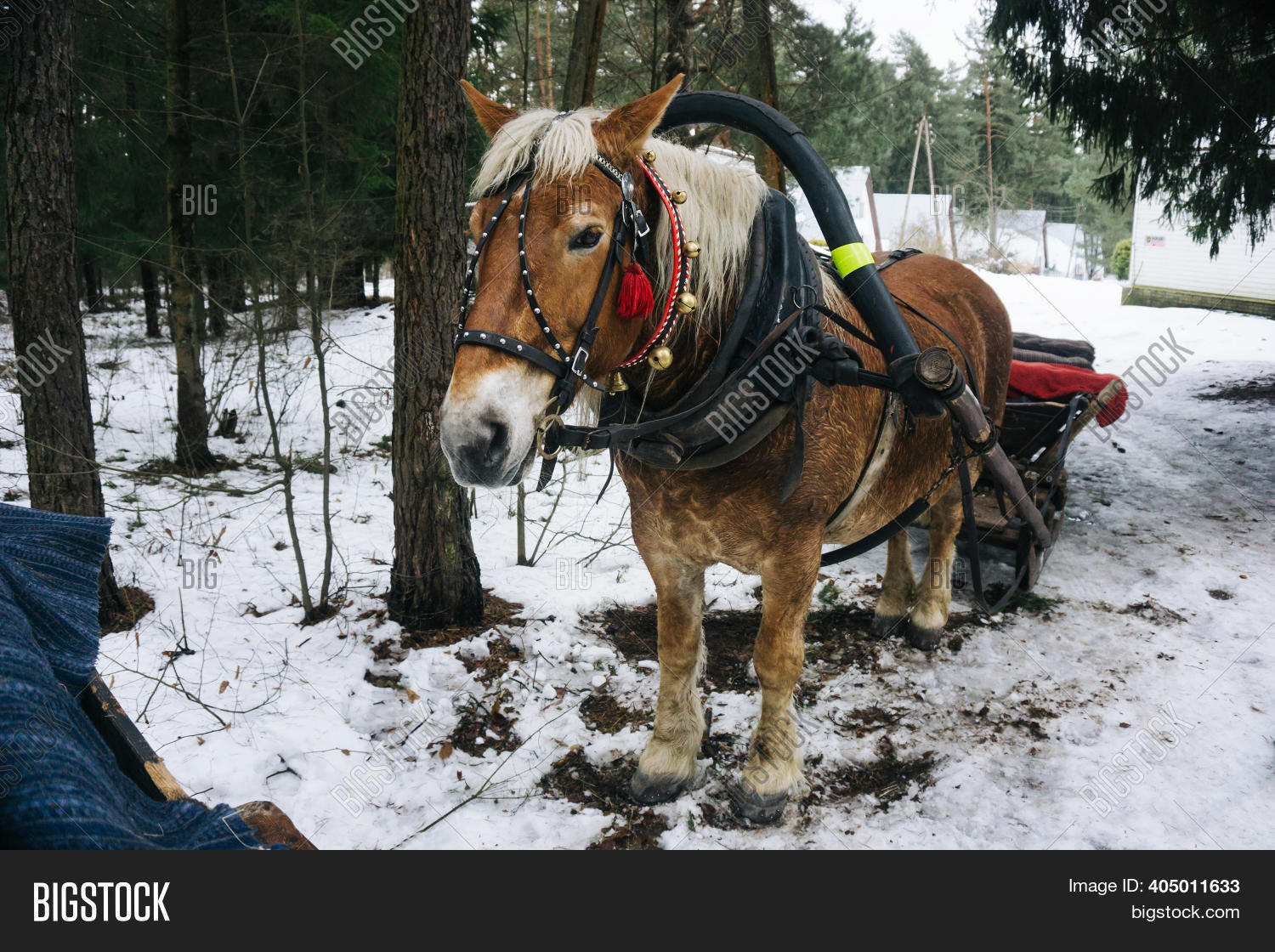 Sleigh Ride Background Image & Photo (Free Trial) | Bigstock