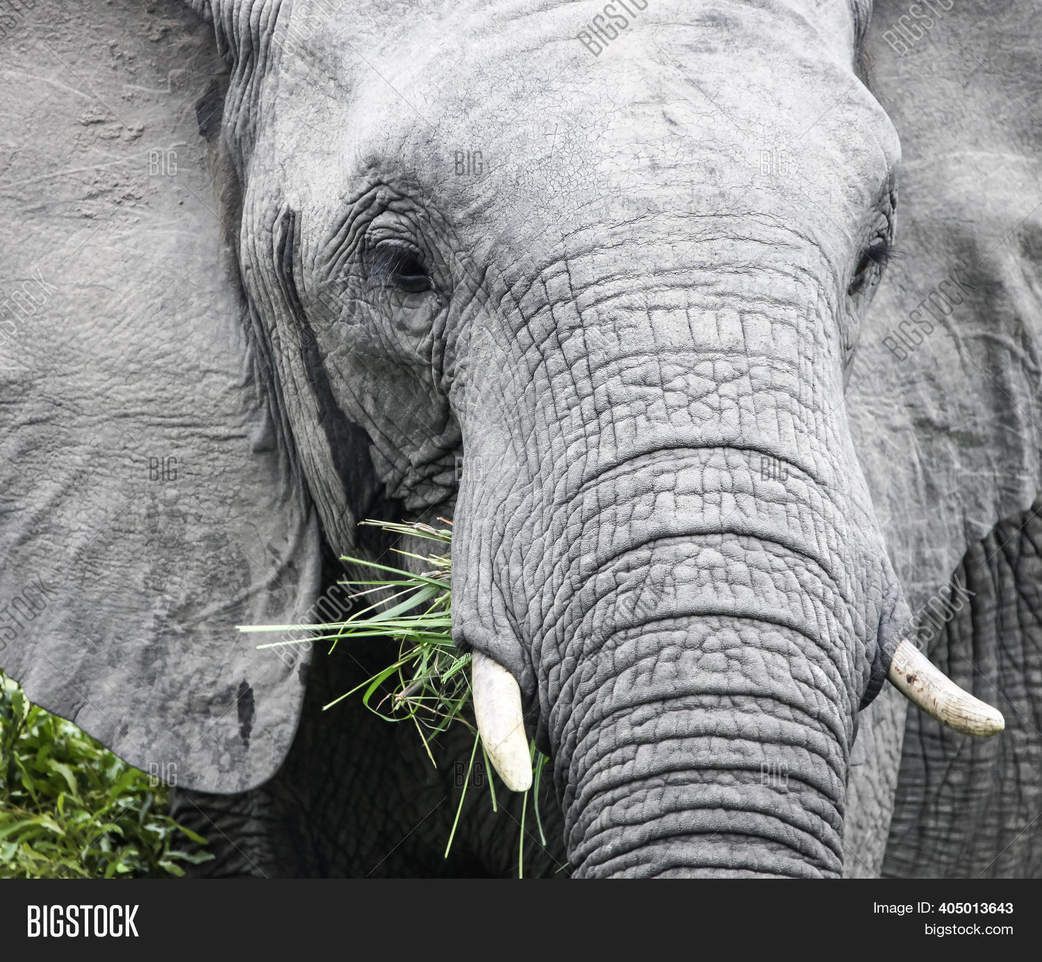 Elephant Small Tusks Image & Photo (Free Trial) | Bigstock